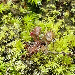 Drosera Brevifolia 50 Seeds Dwarf Sundew May 2025 - Etsy