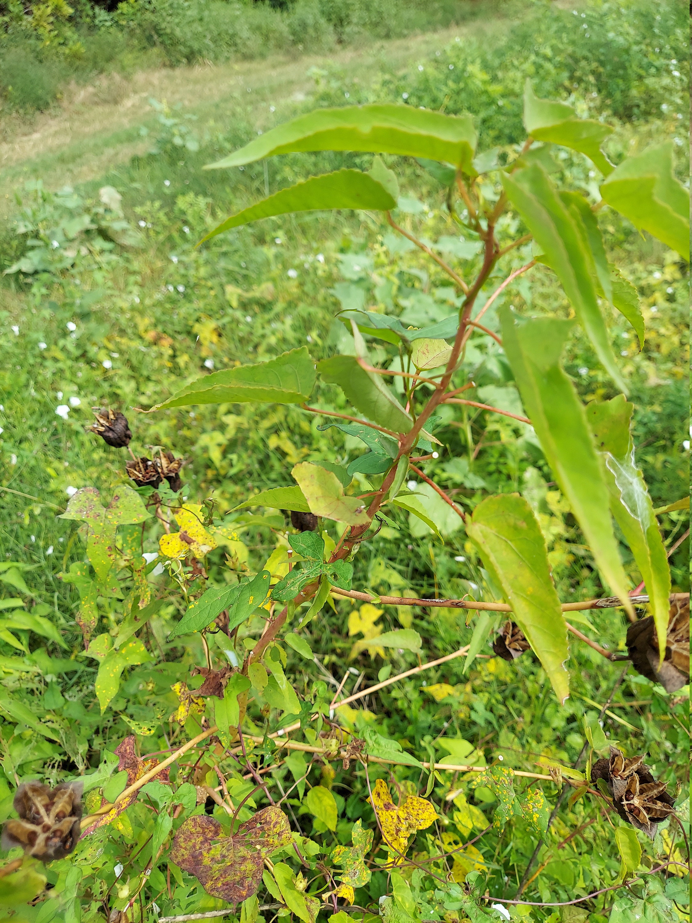 Hibiscus Laevis 20 Seeds Halberd-leaf Rose Mallow Hibiscus - Etsy
