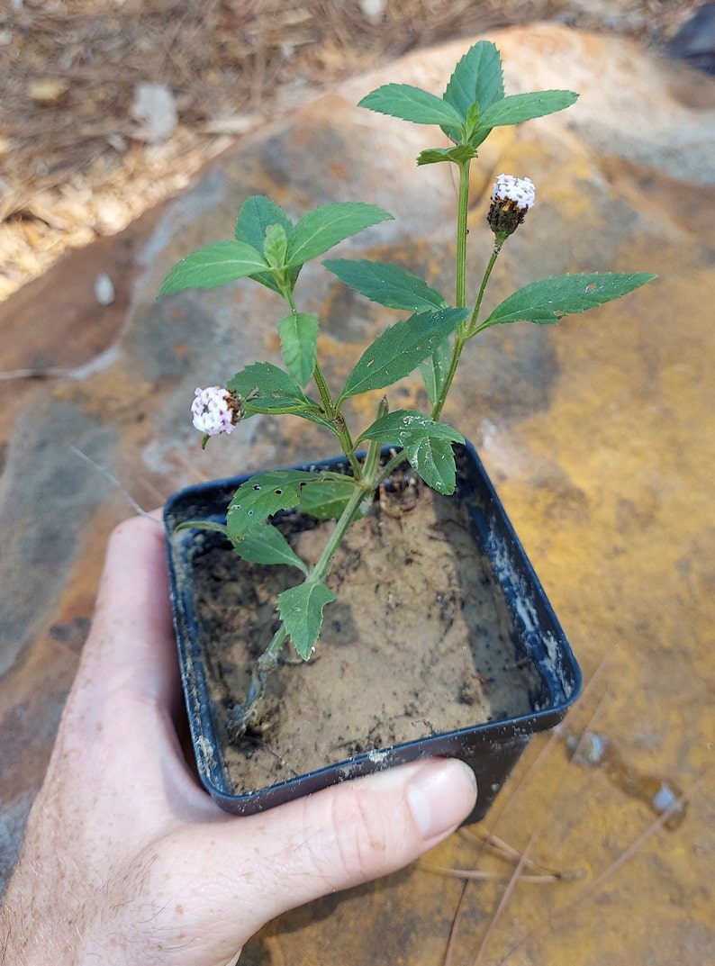Frogfruit Matchweed (phyla Nodiflora) 1 Live Plant Small - Etsy
