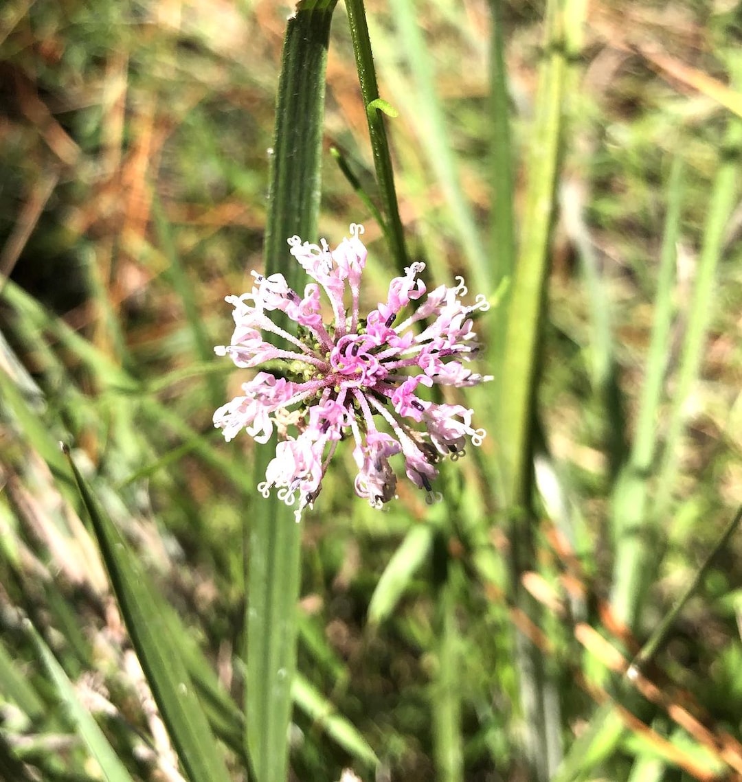 Marshallia Angustifolia 20 Seeds Gulf Coast Barbara's-buttons 2025 - Etsy