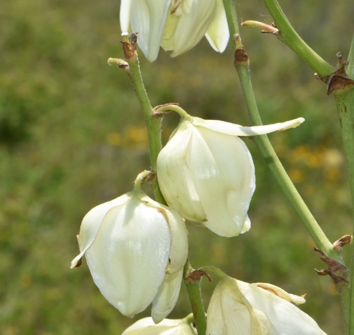 Yucca Louisianensis 30 Seeds Gulf Coast Yucca 2025 - Etsy
