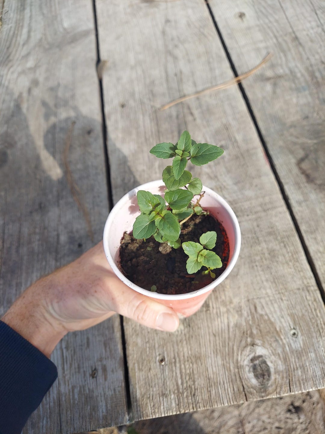Monarda Lindheimeri 1 Live Plug Lindheimer's Beebalm Bergamot - Etsy