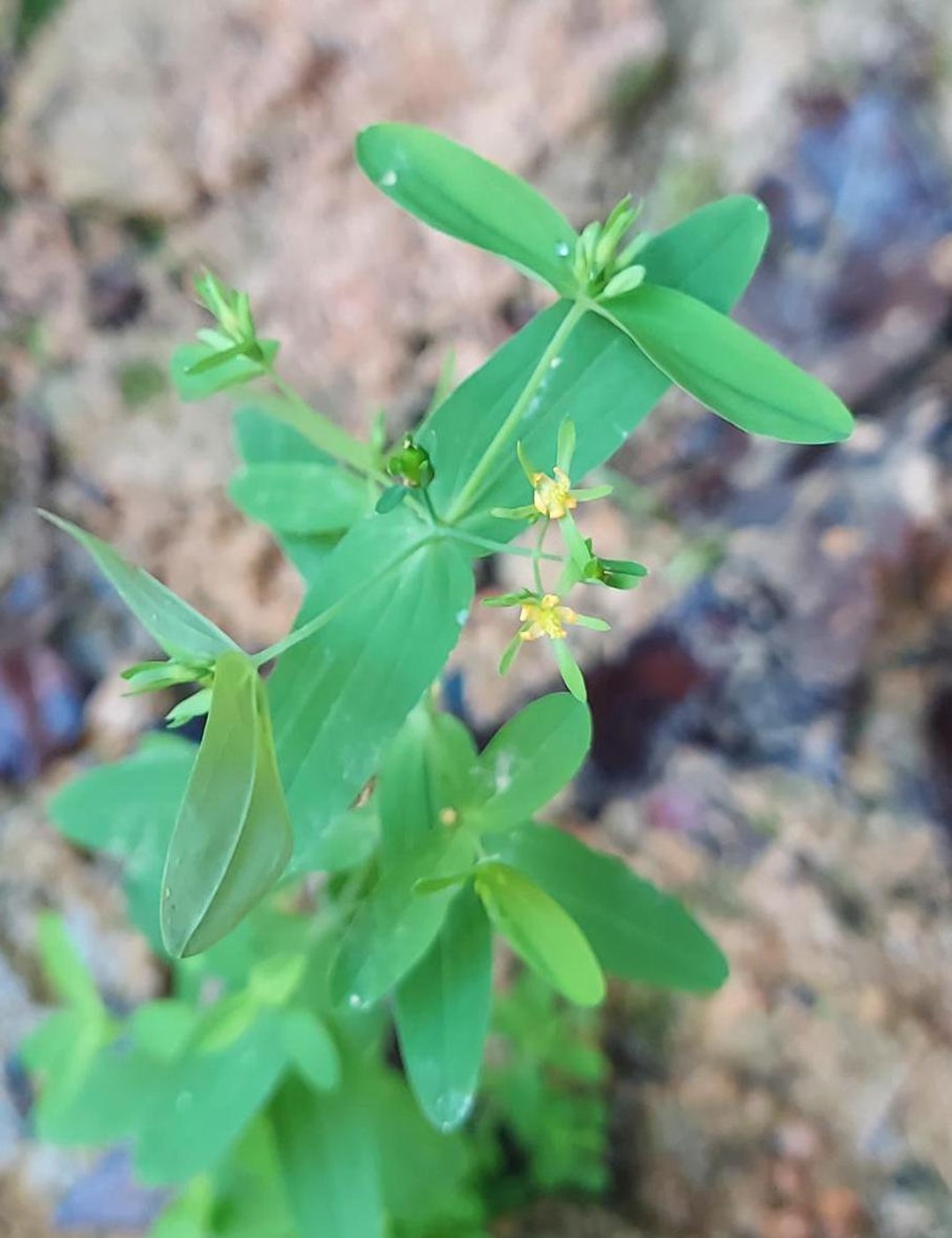 Hypericum Mutilum 40 Seeds Dwarf St. John's Wort 2024 - Etsy