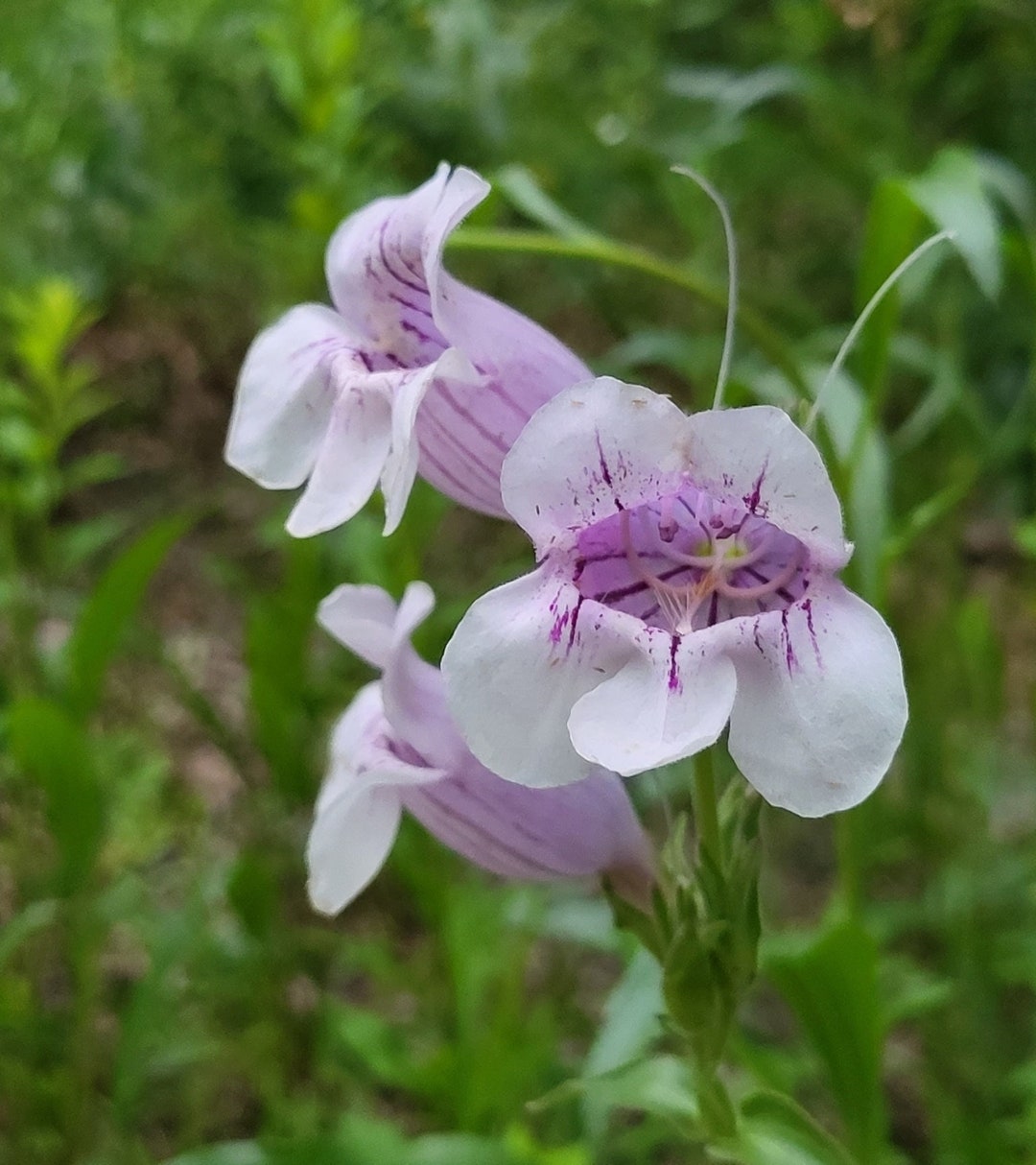 Penstemon Cobaea 25 Seeds Prairie Penstemon 2025 - Etsy