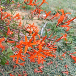 Flame Acanthus Seeds Anisacanthus Quadrifidus Wrightii 2025 - Etsy