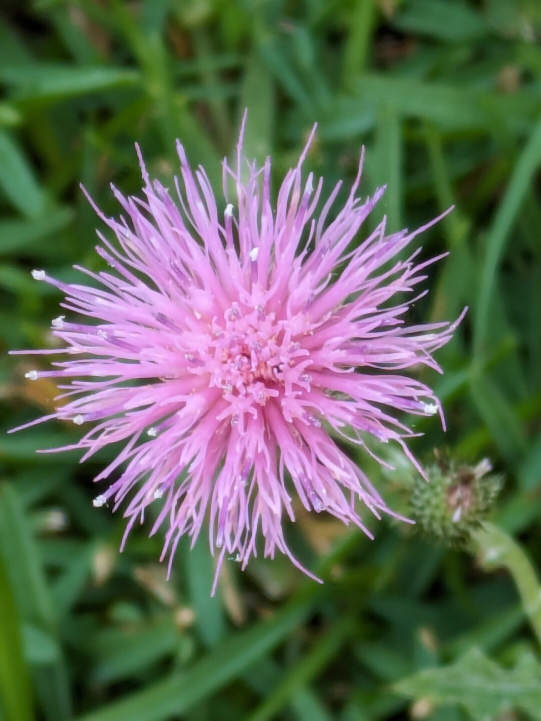 Cirsium Texanum 35 Seeds Texas Thistle 2025 - Etsy
