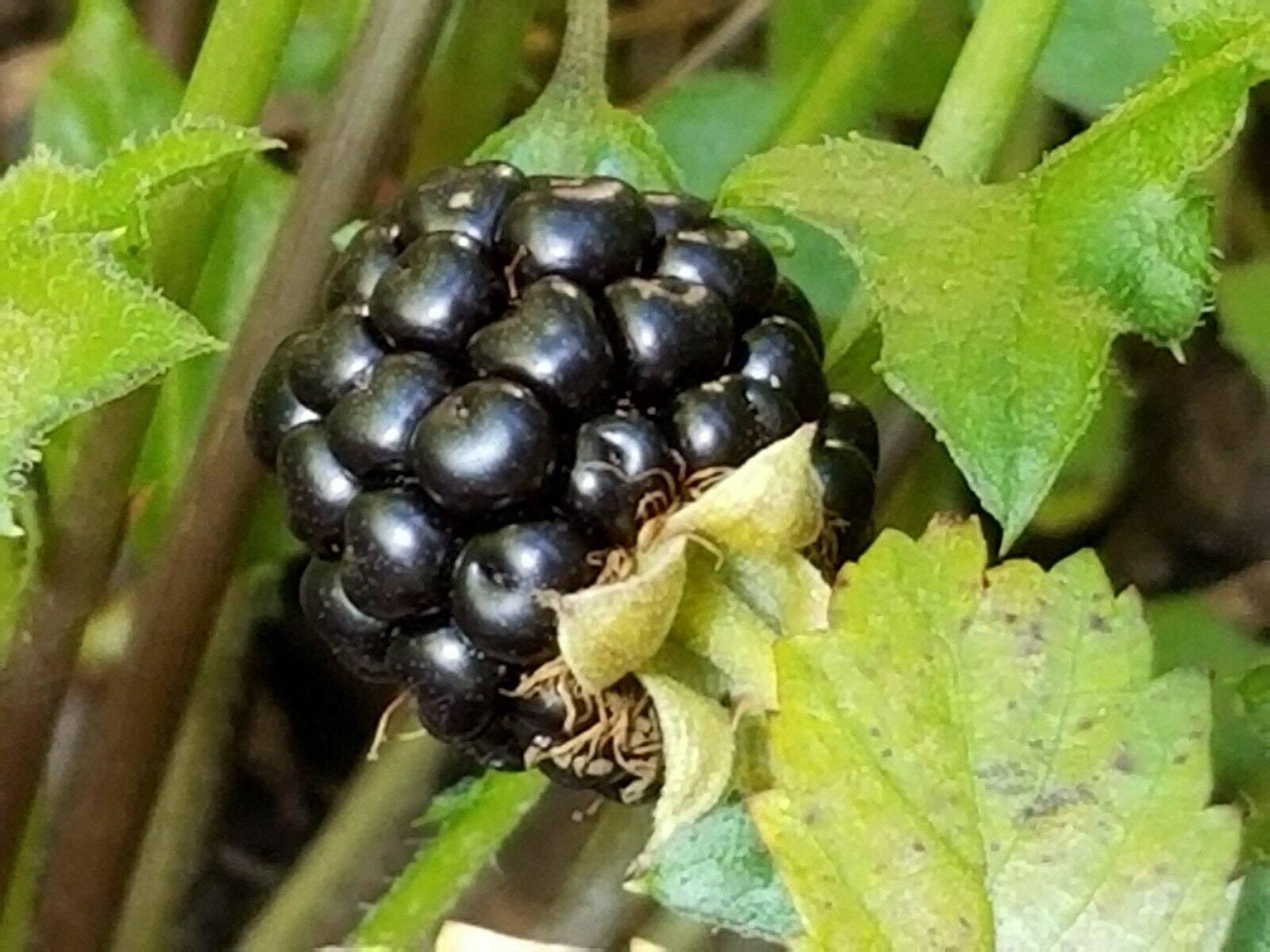 Southern Dewberry 100 Seeds Rubus Trivialis 2025 Texas Native Ecotype ...