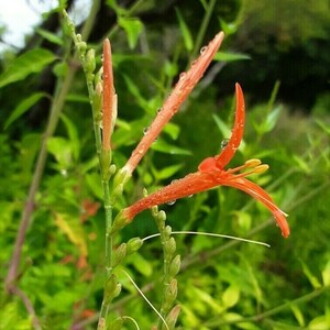 Flame Acanthus Seeds Anisacanthus Quadrifidus Wrightii 2025 - Etsy