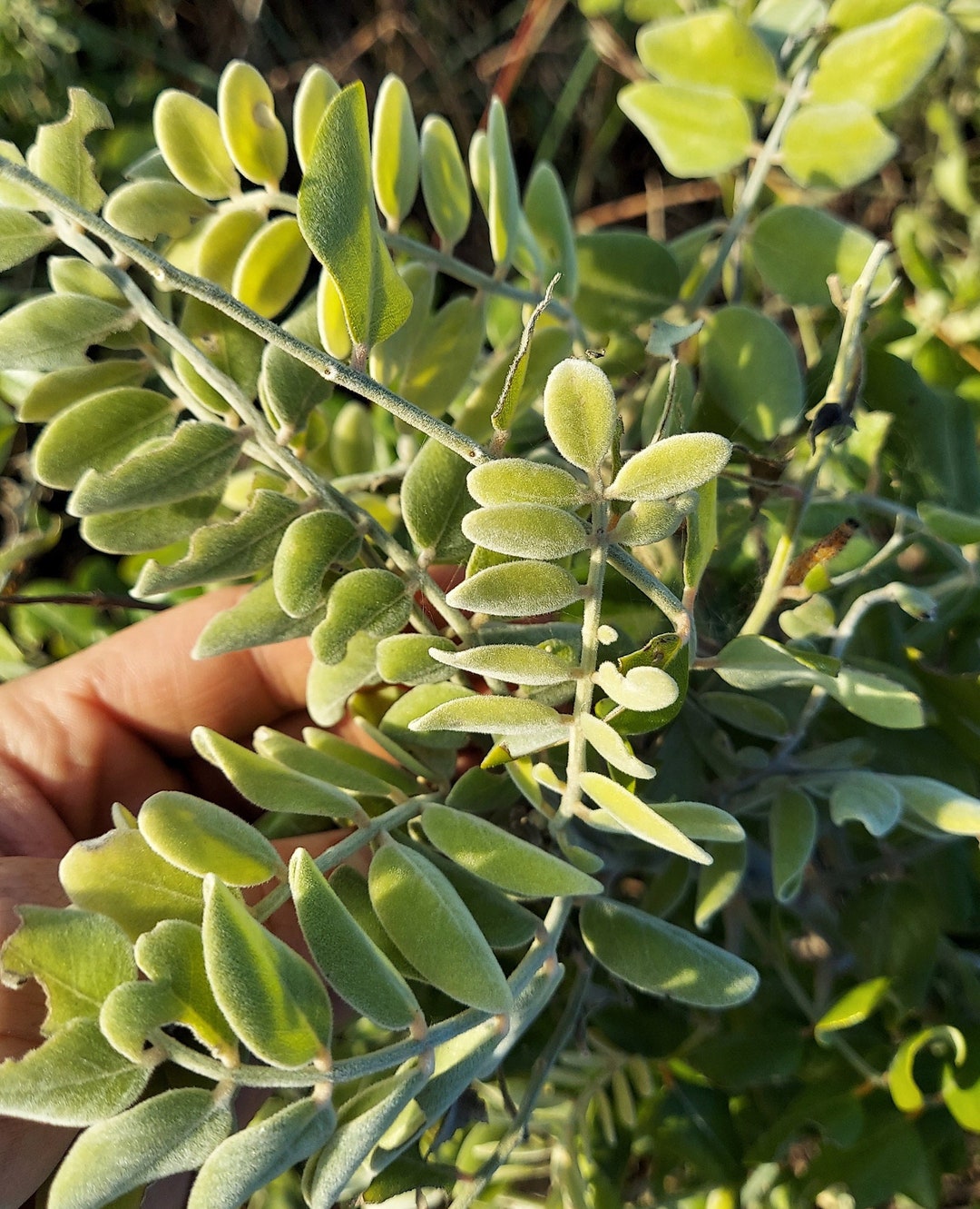 Sophora Tomentosa 30 Seeds Yellow Necklacepod - Etsy