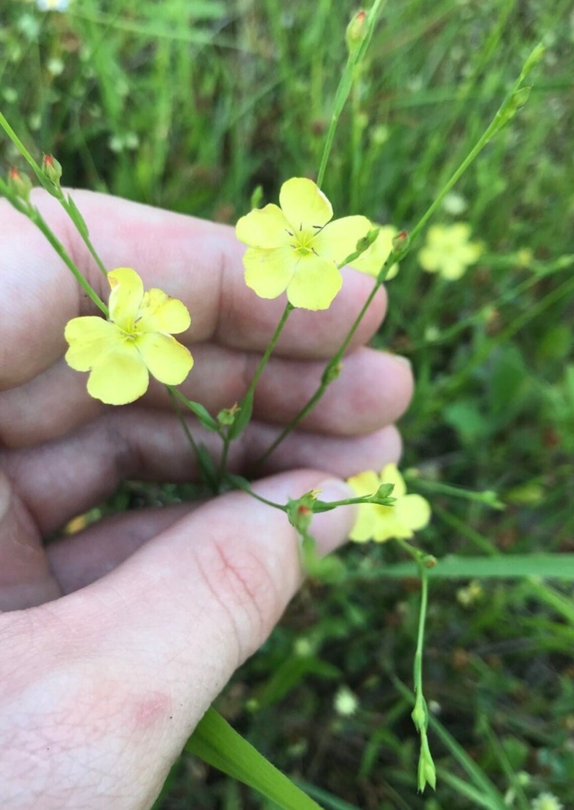 Stiff Yellow Flax 40 Seeds Linum Medium Texanum - Etsy