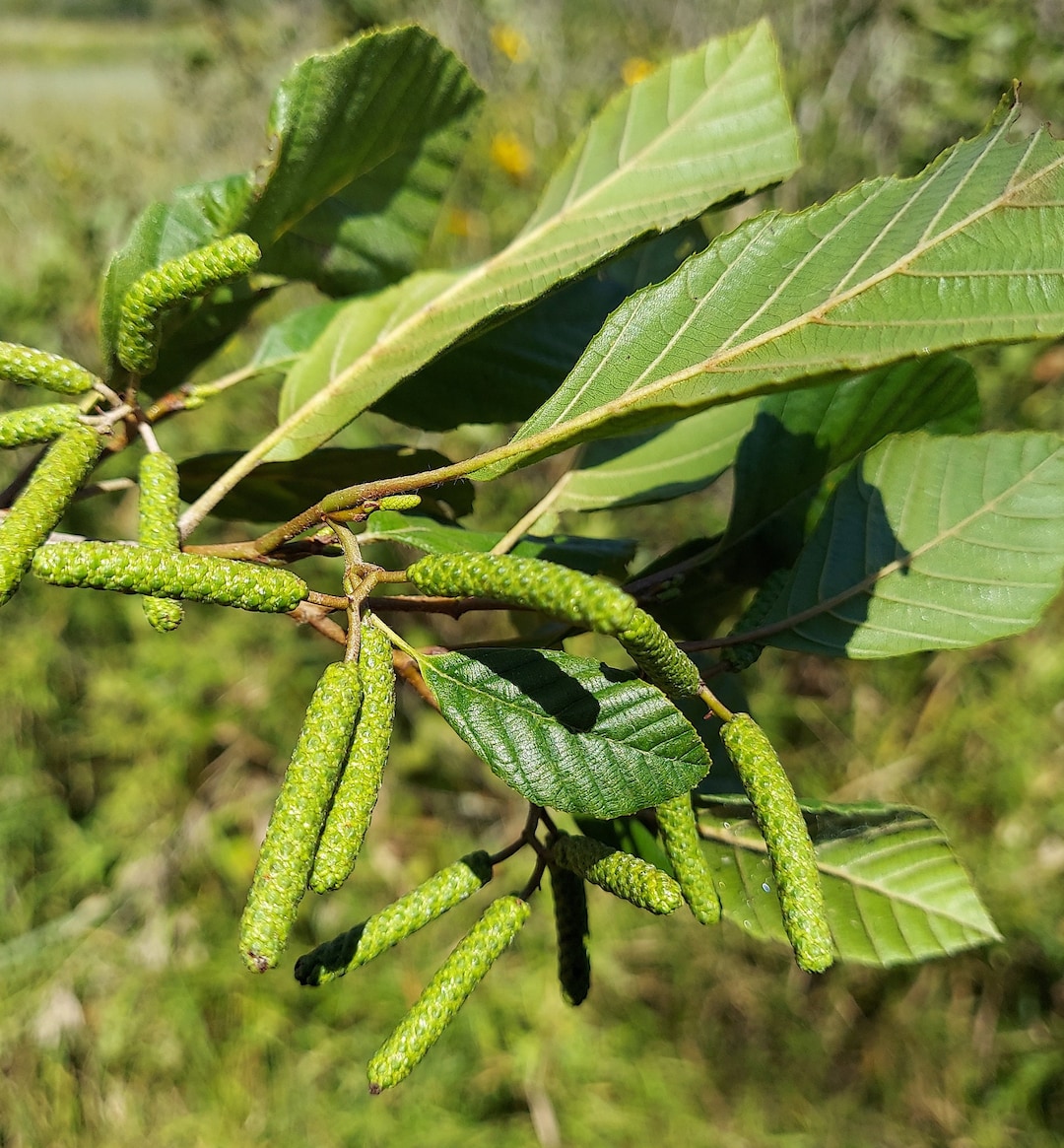 Alnus Serrulata 25 Seeds Smooth Alder 2022 - Etsy