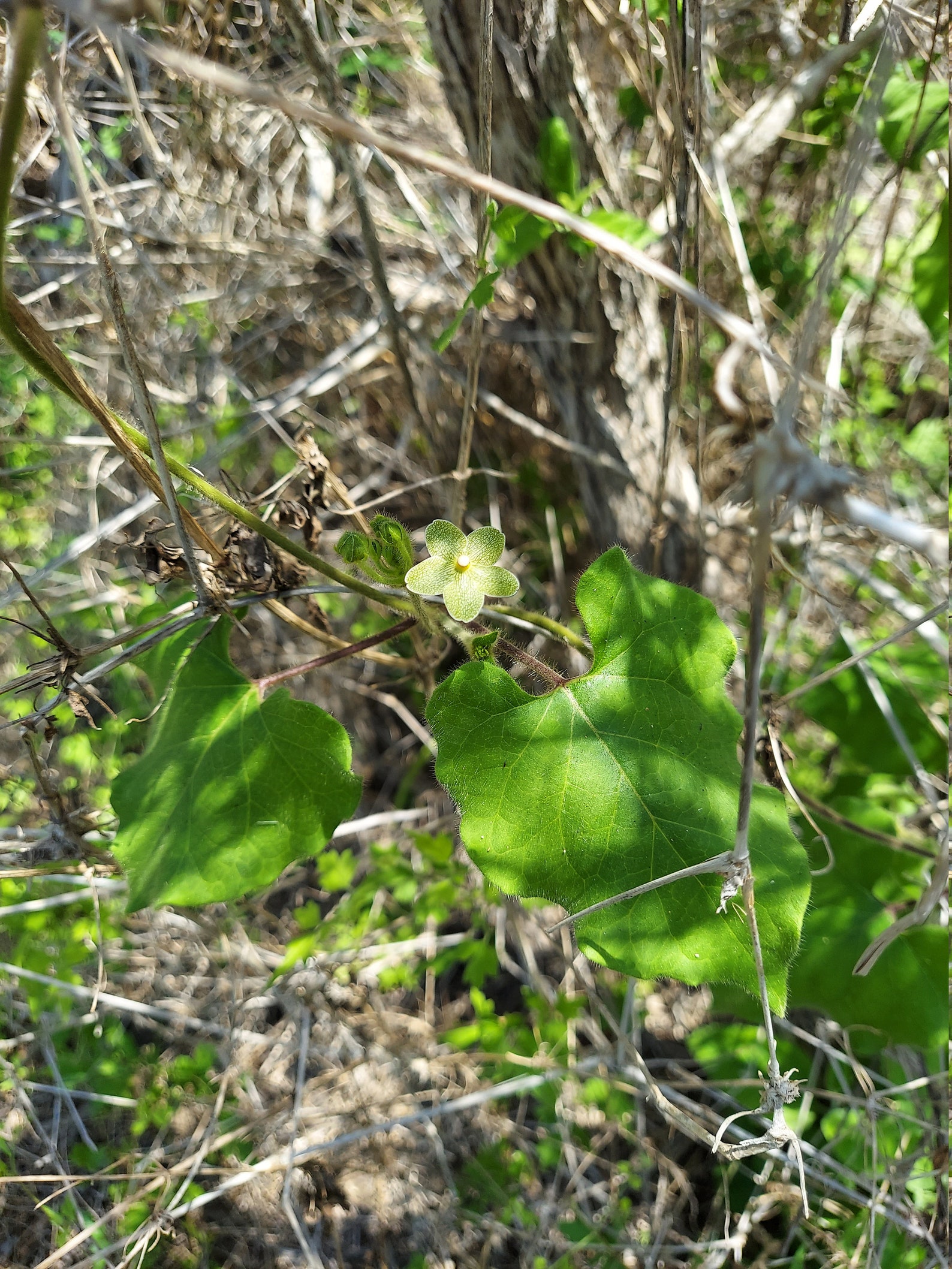 Matelea Reticulata 10 Seeds pearl Milkweed Vine 2021 Harvest | Etsy