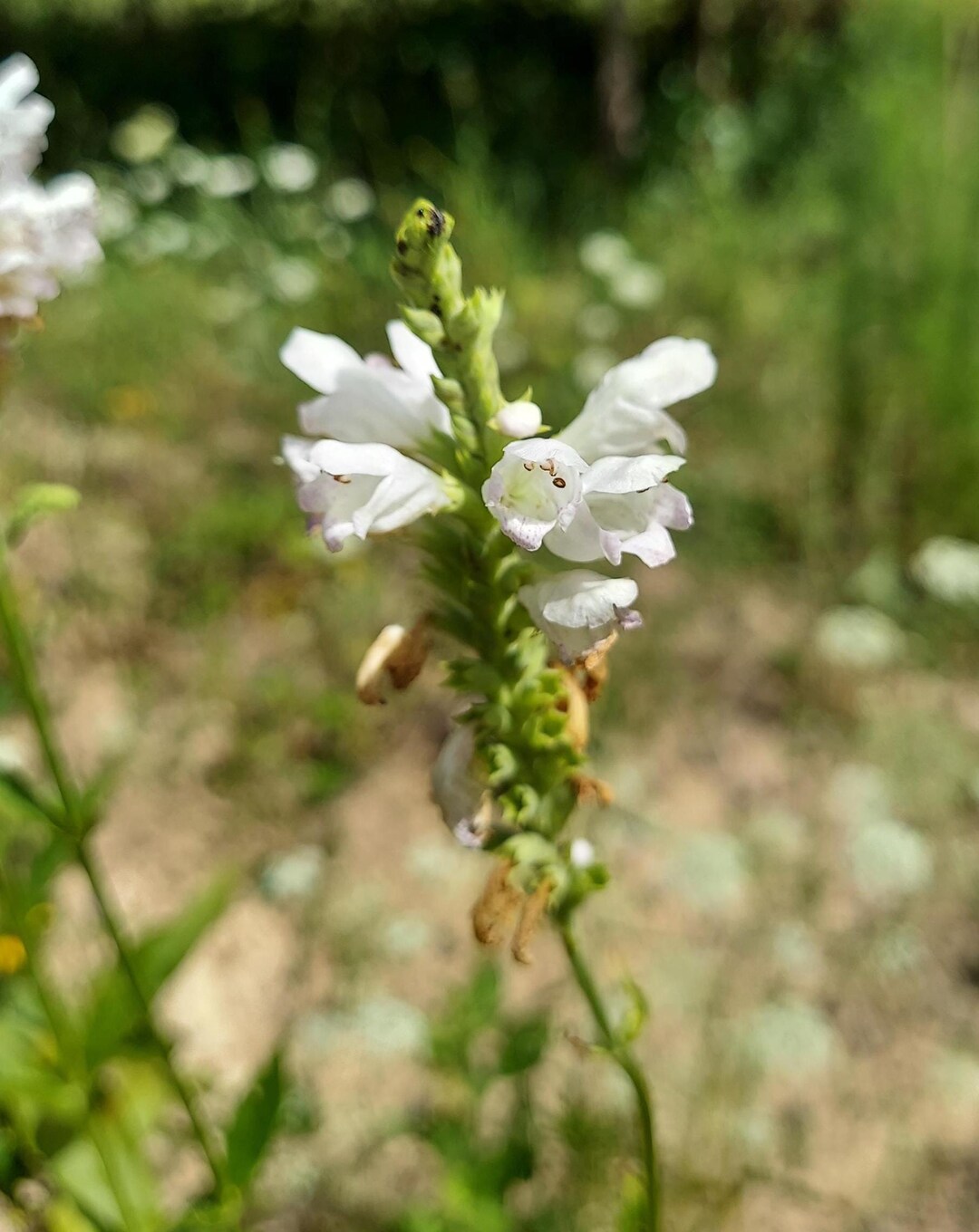 Physostegia Digitalis 25 Seeds Finger False Dragonhead 2024 - Etsy