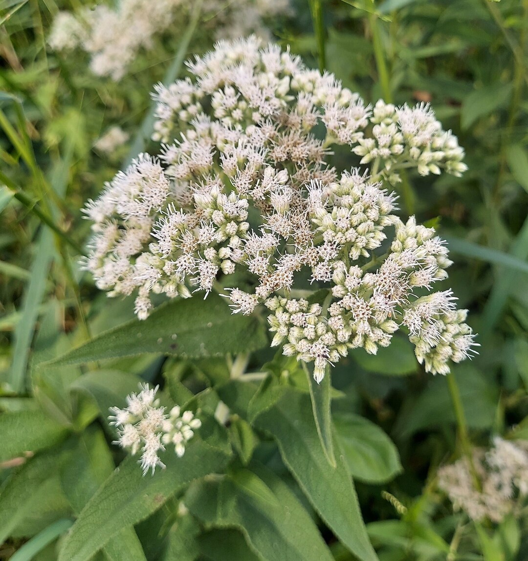 Eupatorium Perfoliatum 100 Seeds Common Boneset 2025 - Etsy