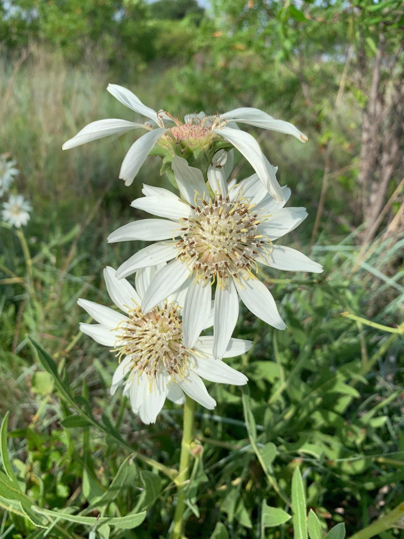 Silphium Albiflorum 5 Seeds White Rosinweed 2023 - Etsy