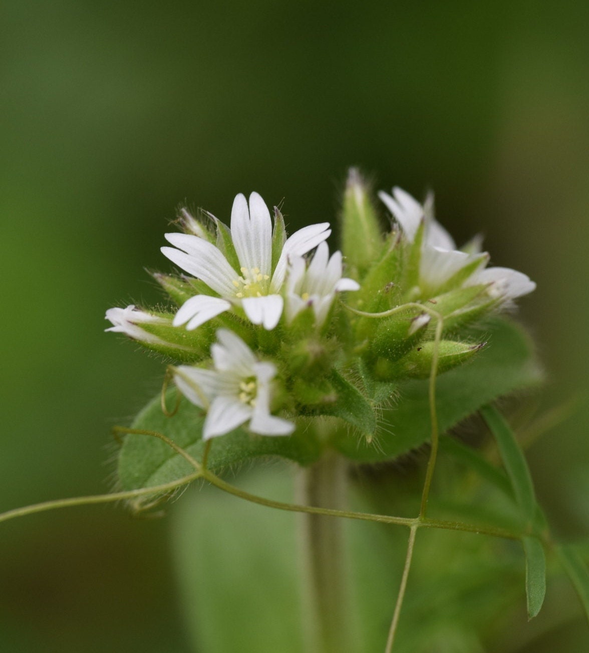 Mouse Ear Chickweed Seedling