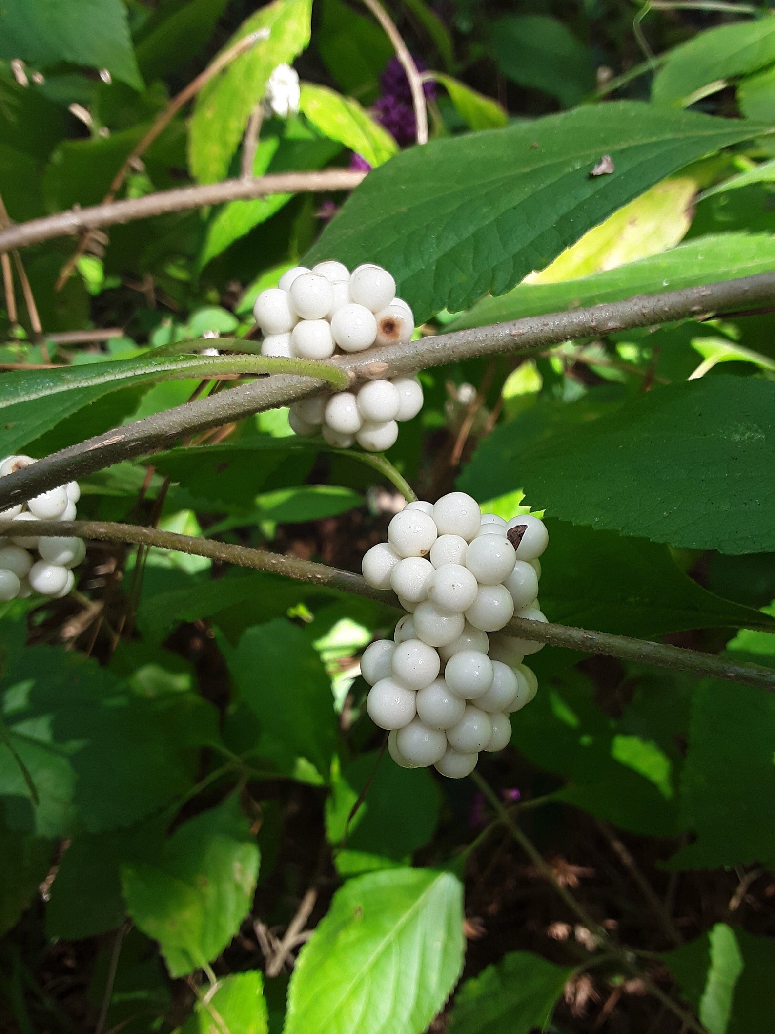 Callicarpa Americana Lactea White American Beautyberry 50 - Etsy