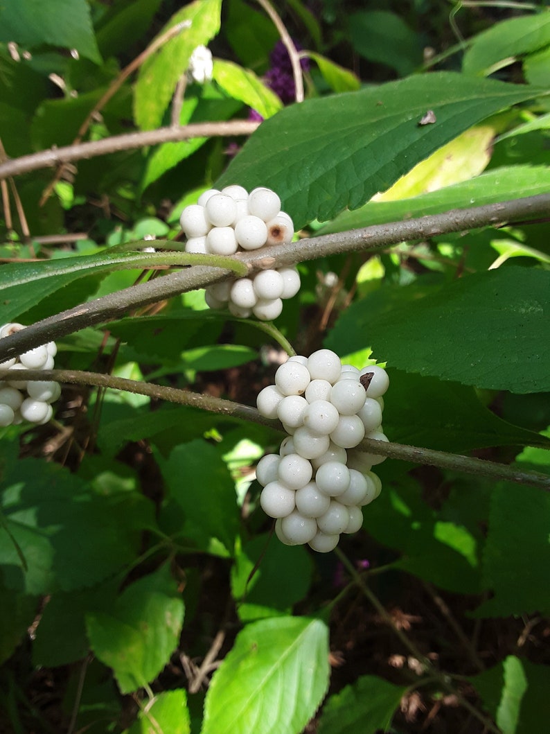 Callicarpa Americana Lactea White American Beautyberry 50 - Etsy