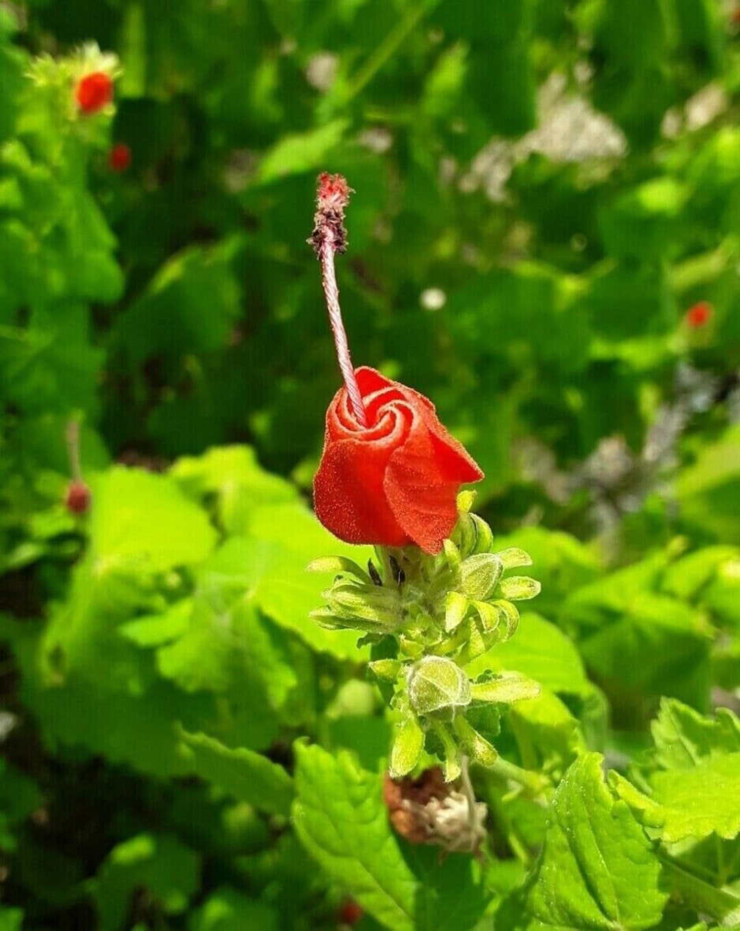 20 Seeds Red TURK'S CAPS (malvaviscus Arboreus) Hibiscus Flower - Etsy