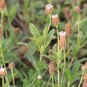 Frogfruit Matchweed (phyla Nodiflora) 1 Live Plant Small - Etsy
