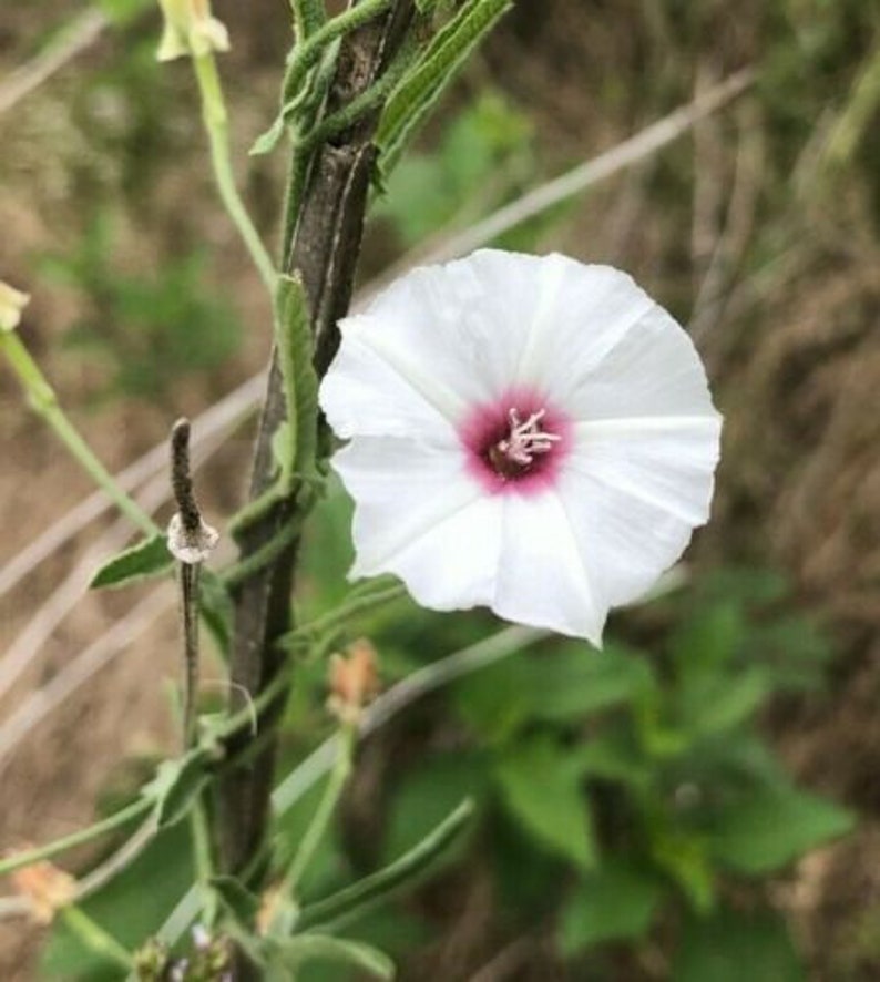 Convolvulus Equitans 15 Seeds Texas Bindweed Non-invasive Native - Etsy