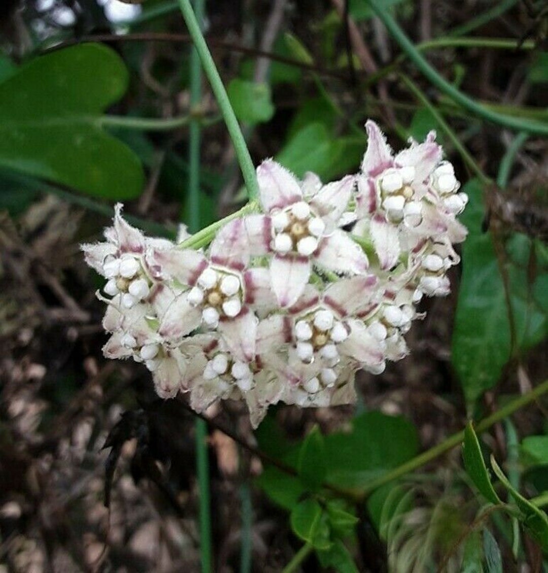 Funastrum Cynanchoides 15 Seeds Fringed Twine Vine Sand Climbing ...