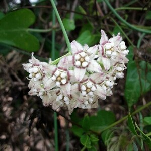 Funastrum Cynanchoides 15 Seeds Fringed Twine Vine Sand Climbing ...