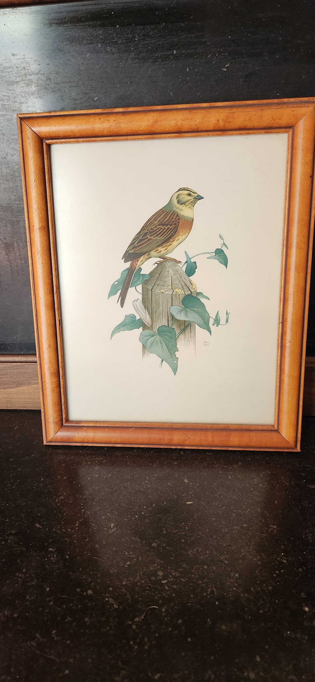 Vintage John Murr Artwork - Beautiful Bird - Etsy