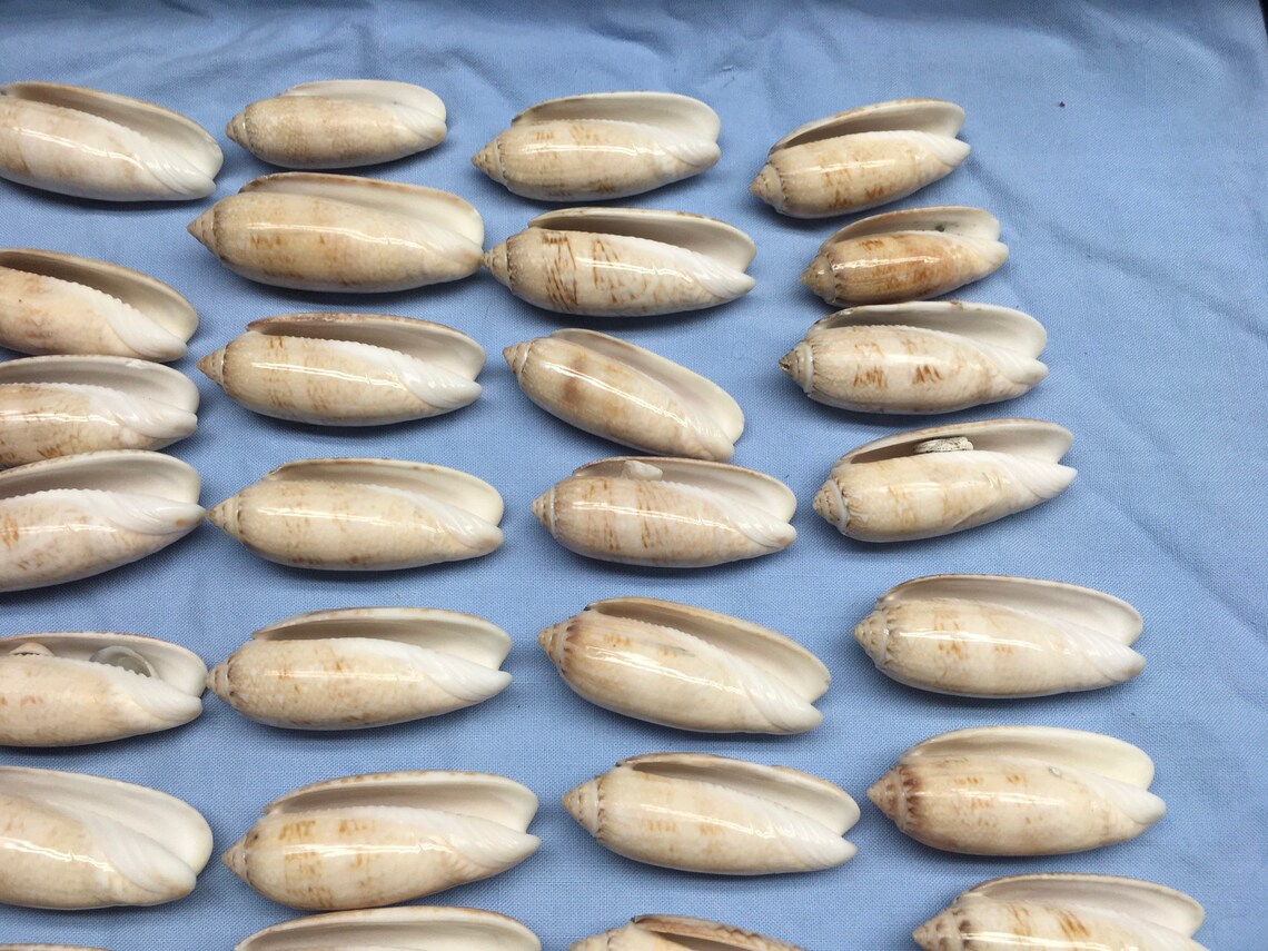 60 Olive Shells Hand Collected Florida Beaches Over 2 Pounds | Etsy