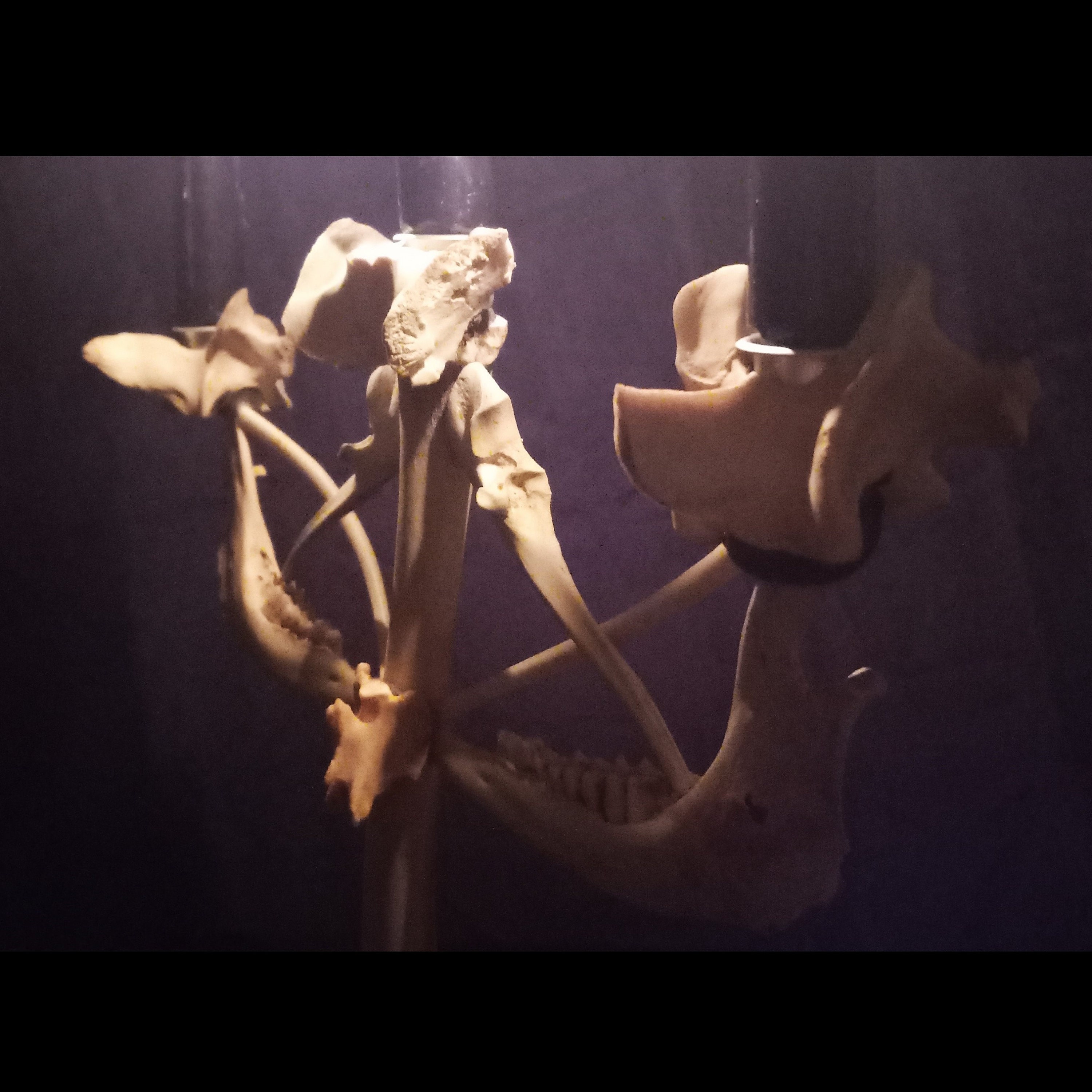 Deer Bone Candelabra Dark Gothic Art Decor - Etsy