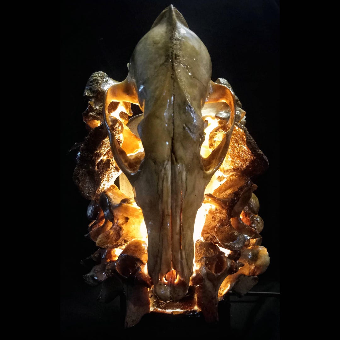 Coyote Skull and Deer Vertebrae Lamp - Etsy
