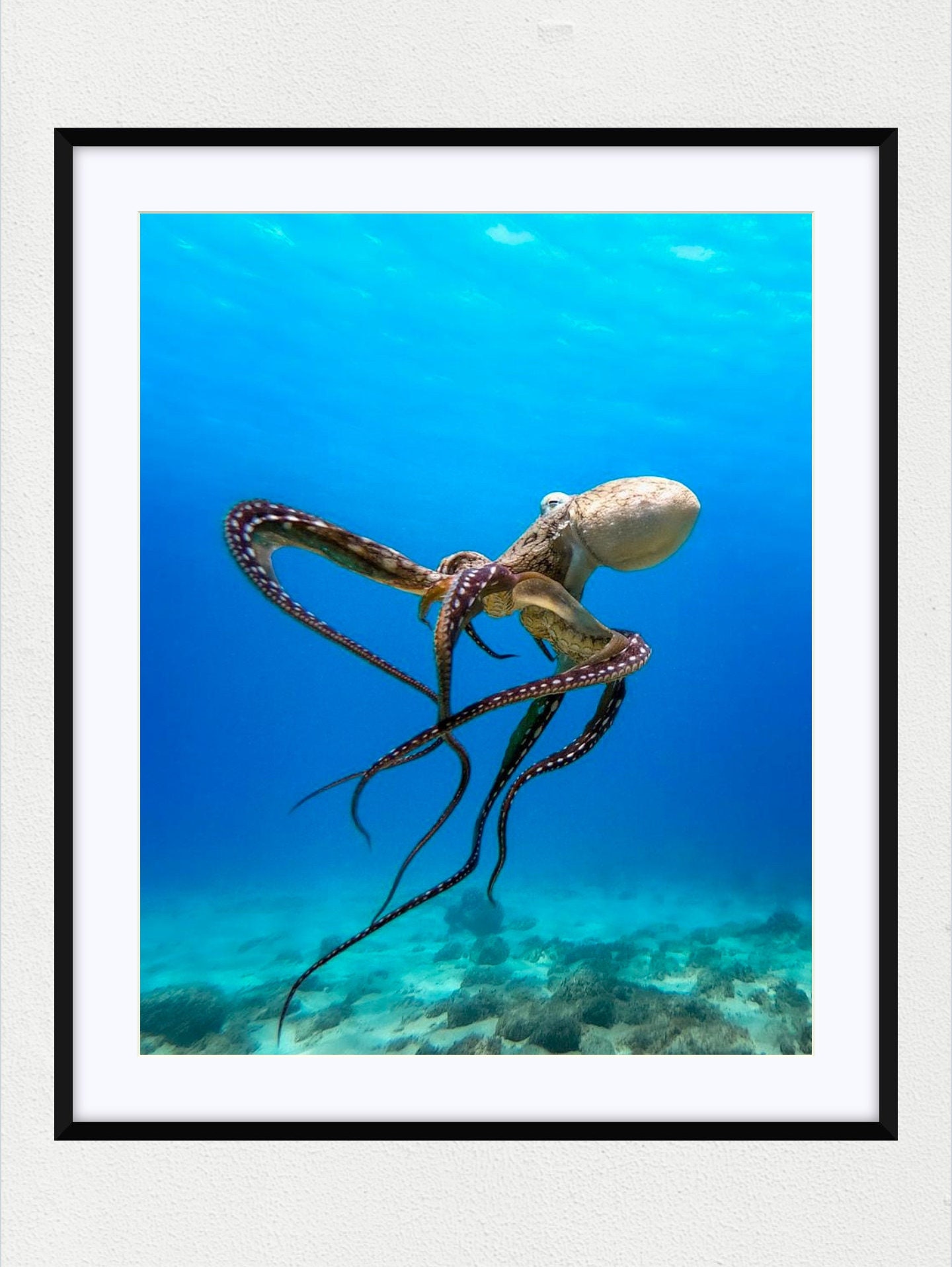 Underwater Octopus Fine Art Photo Print - Etsy
