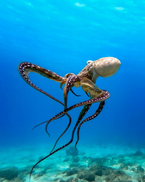 Octopus Photography