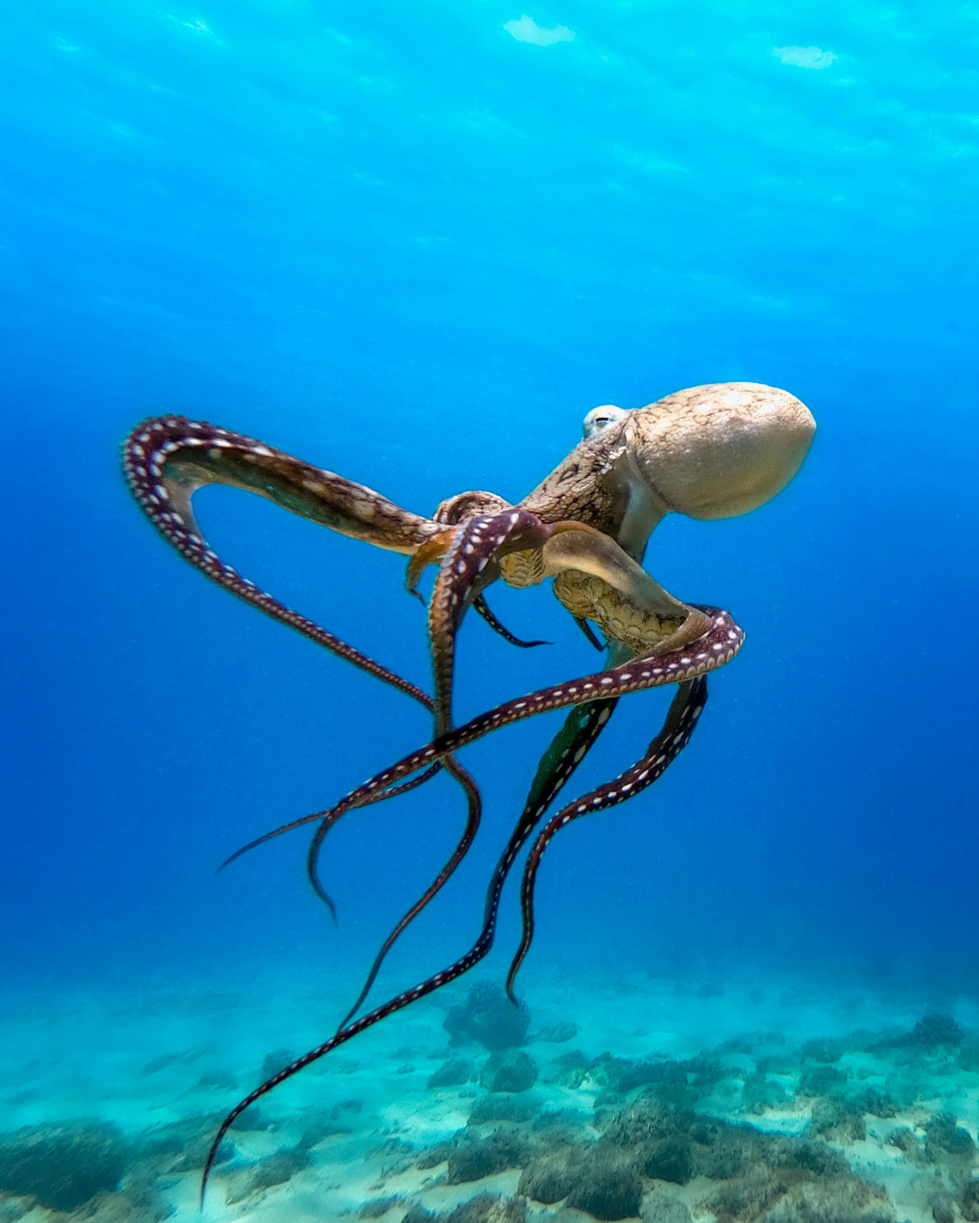 Underwater Octopus