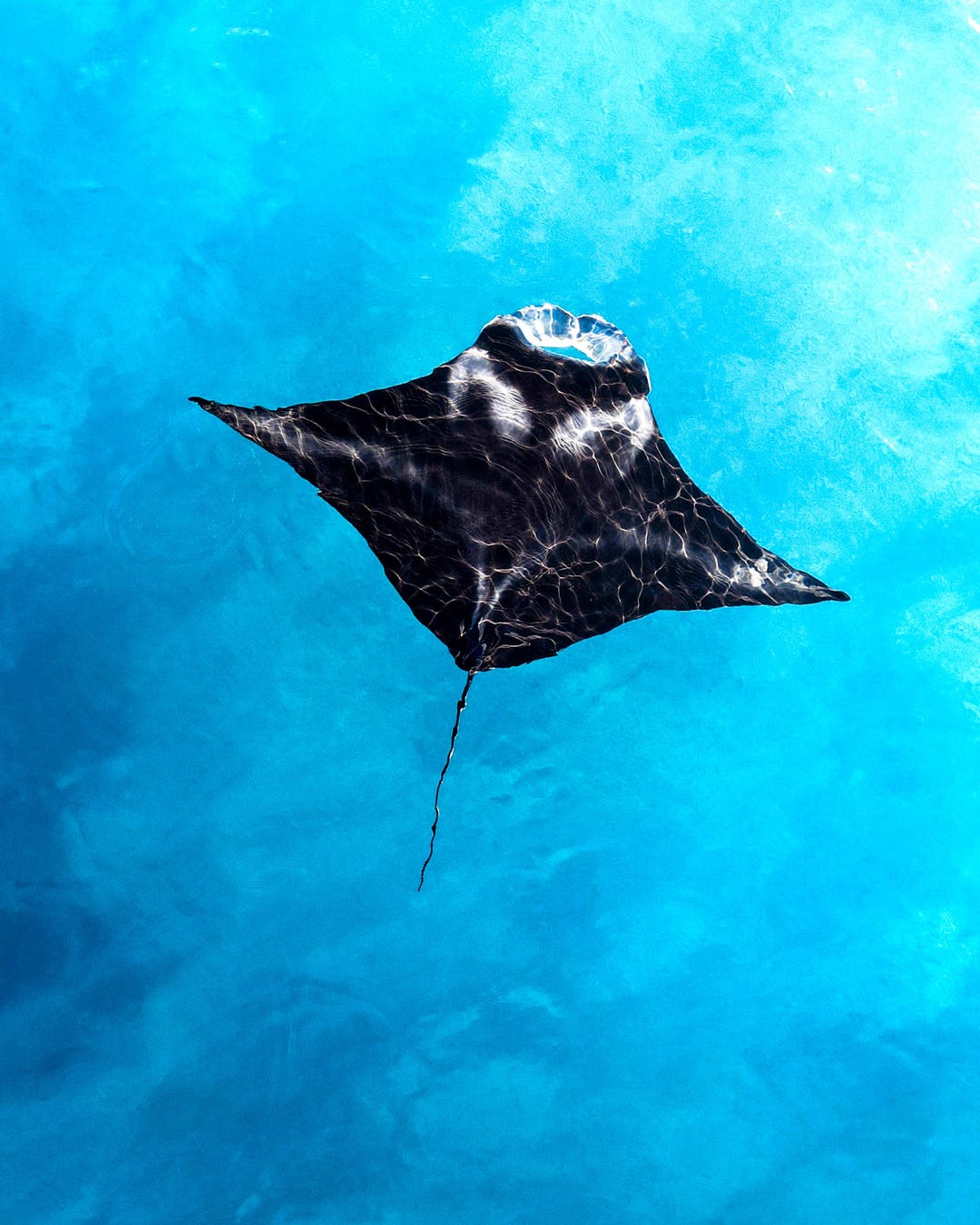 Manta Ray Fine Art Photo Print - Etsy