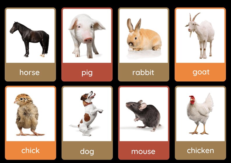 Animal Flash Card Set PNG Digital Colorful Education Cards Interactive ...