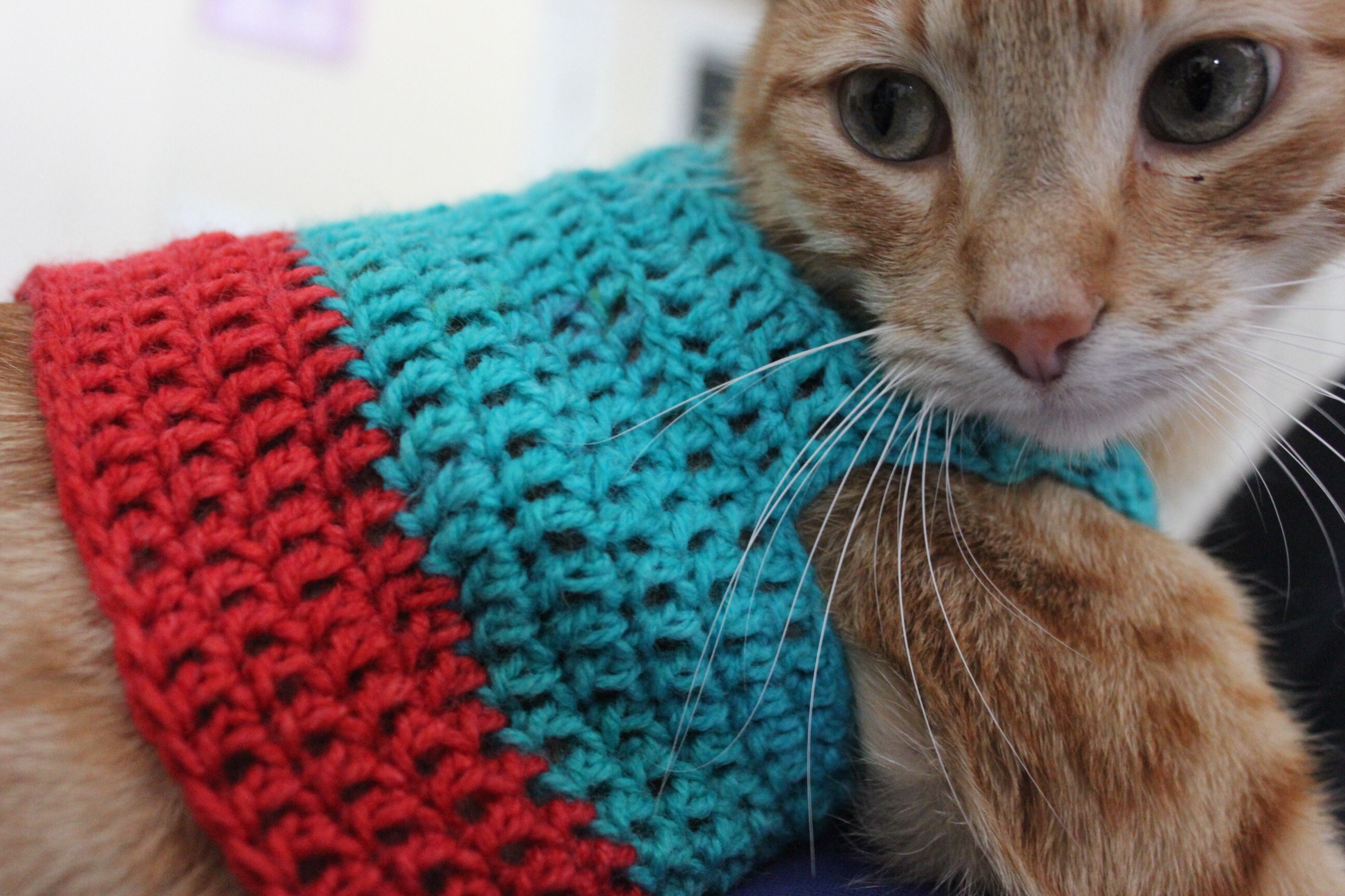 Dr. Seuss Inspiration Katzenpullover - Etsy.de