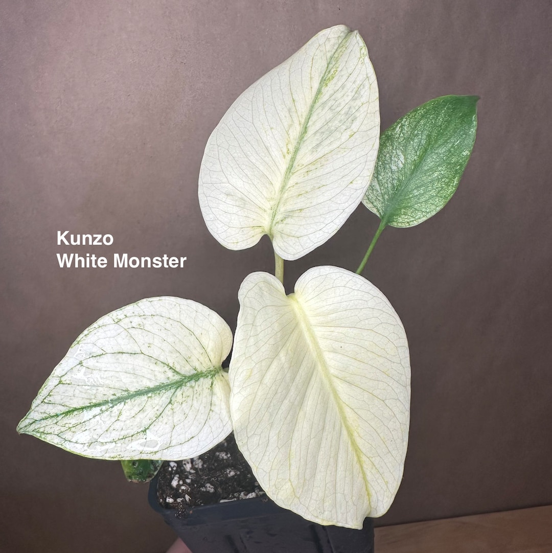 Monstera Kunzo White Monster Exact Plant US Seller Fast & Free Shipping ...