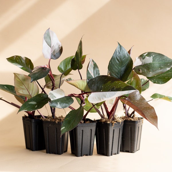 Philodendron Red Moon - Etsy