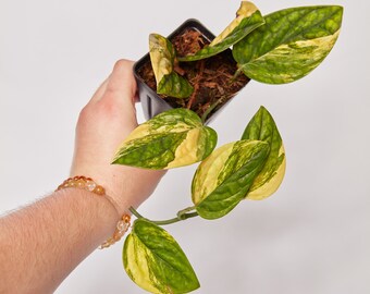 Variegated Monstera Peru Cuttings Monstera Karstenianum Peru - Etsy