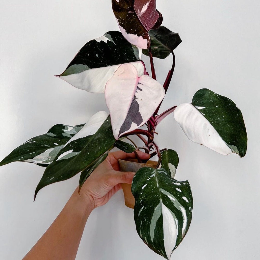 Philodendron Red Anderson Tissue Culture - Etsy