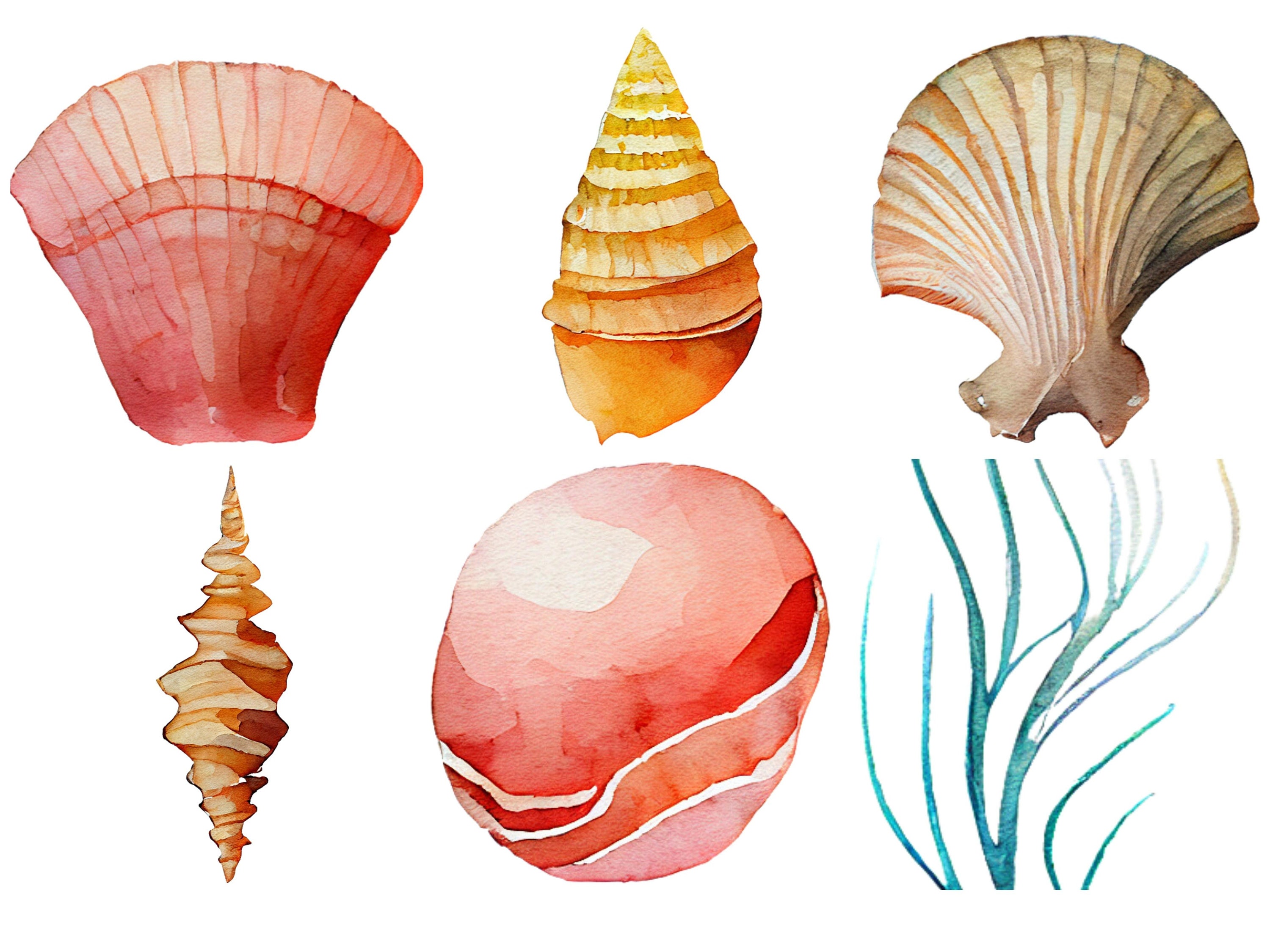Watercolor Sea Shells Clipart Instant Download - Commercial Use ...