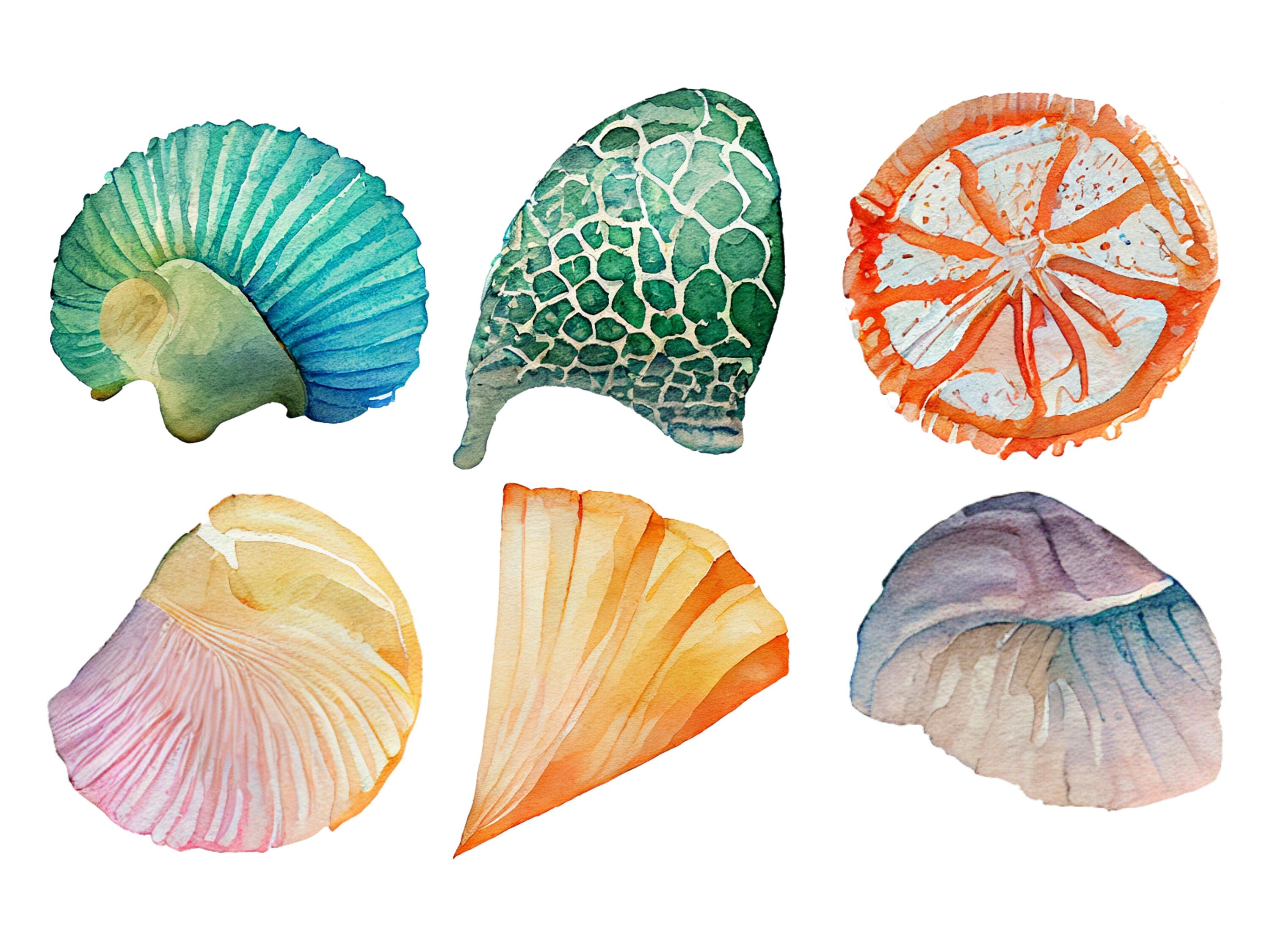 Watercolor Sea Shells Clipart Instant Download - Commercial Use ...