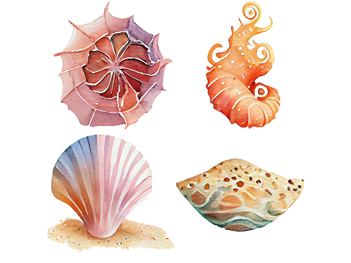 Watercolor Seashells Clip Art Instant Download Commercial - Etsy