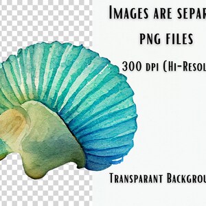 Watercolor Sea Shells Clipart Instant Download - Commercial Use ...