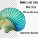 Watercolor Sea Shells Clipart Instant Download Commercial - Etsy
