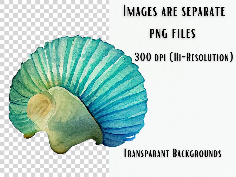 Watercolor Sea Shells Clipart Instant Download - Commercial Use ...