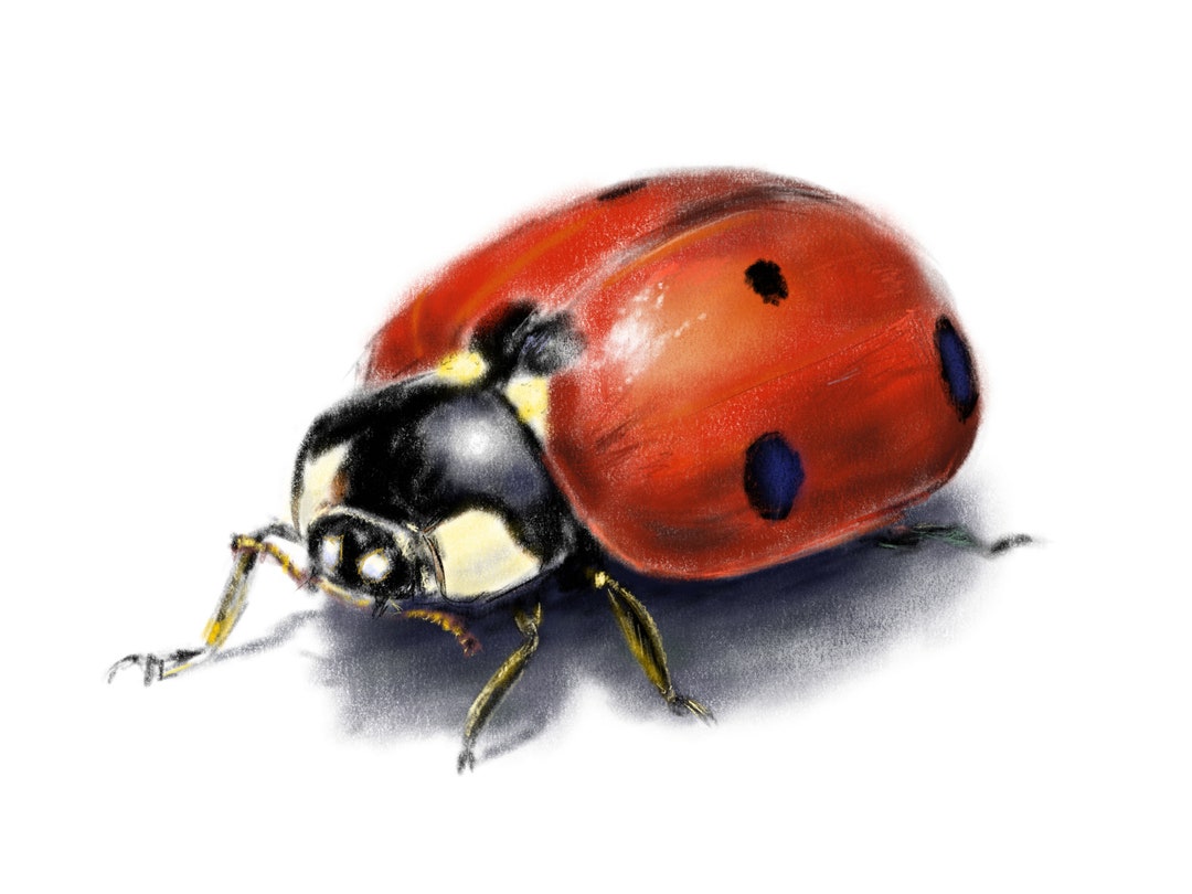 Ladybug Painting, Original Ladybird Art Print on Canvas, Insect Wall ...