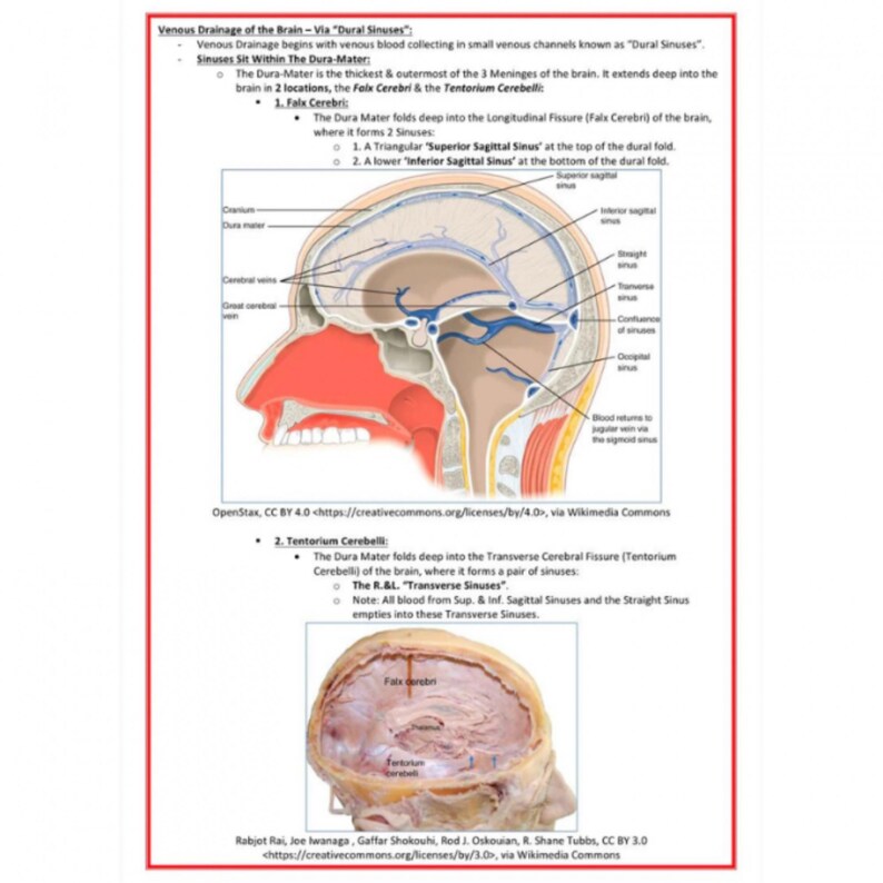 The Nervous System & Special Senses Study Notes 297 Pages PDF Anatomy ...