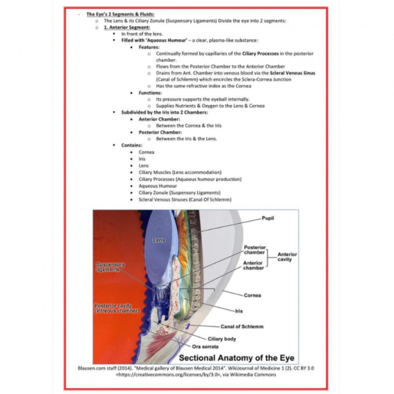 The Nervous System & Special Senses Study Notes 297 Pages PDF Anatomy ...